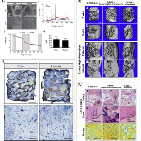 Pdf Decellularized Extracellular Matrix Scaffolds Recent Trends And