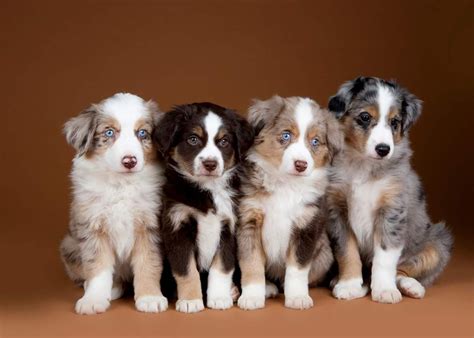 Best 13 Australian Shepherd Dog Colors A Complete List Of All 15
