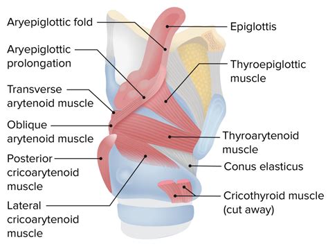 Pharynx Function