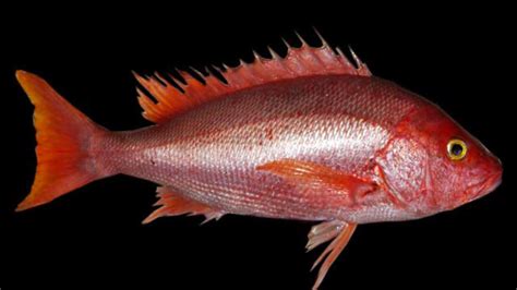 What Are The Different Types Of Snapper Fish Fished That