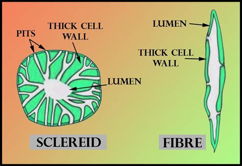 Sclereids And Fibers