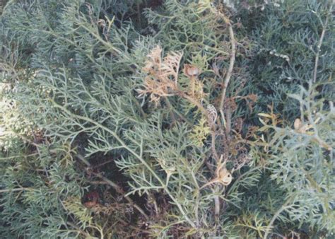 骆驼蓬 公共卫生服务中医药教材 医学