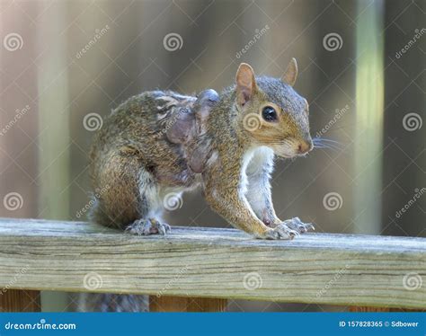 Closeup Of A Eastern Gray Squirrel With Three Large Bot Fly Warbles On It`s Shoulder Stock Image