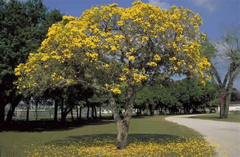 Tipuana Tree Selection Landscape Plants Edward F Gilman Ufifas