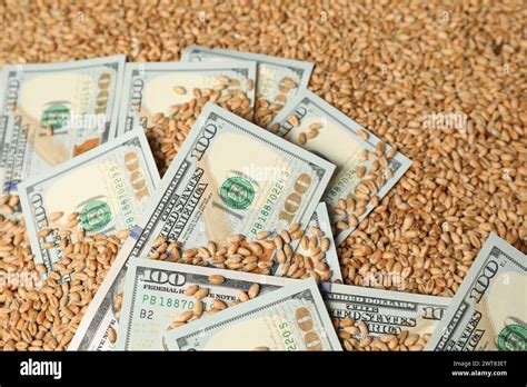 Dollar Banknotes On Wheat Grains Closeup Agricultural Business Stock
