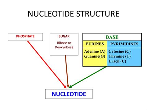 Nucleic Acids Meaning And Structure Macromolecules Pptx