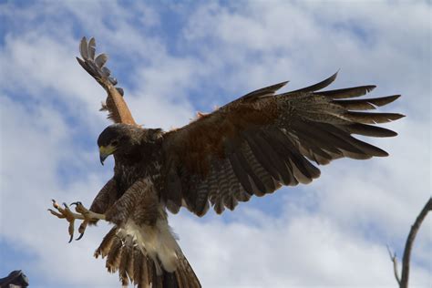 Popular Raptor Free Flight Presentations Begin October 17 At The Desert