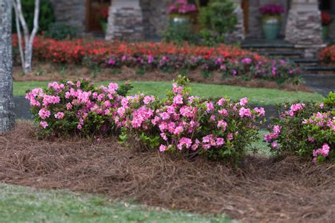 Azaleas In Action View Our Landscape Gallery Encore Azalea