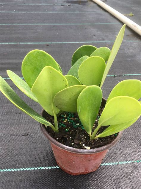 Clusia Guttifera Small Leaf Clusia Plantvine