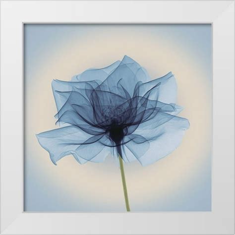 Anonymous 20x20 White Modern Wood Framed Museum Art Print Titled