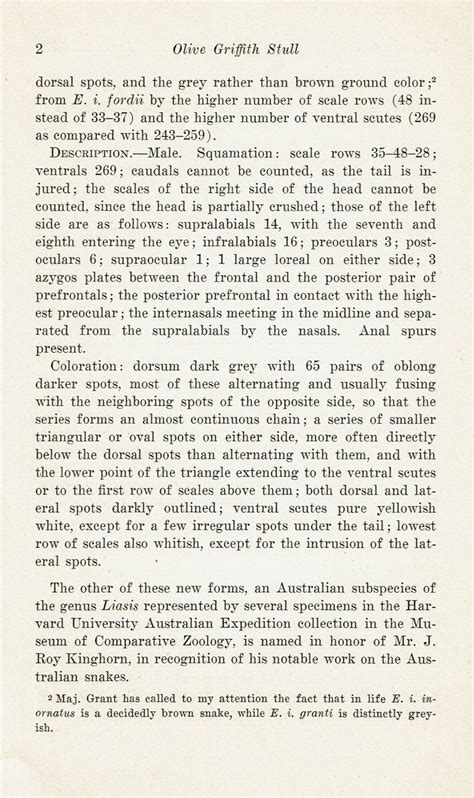 Chilabothrus Inornatus West Indian Boas