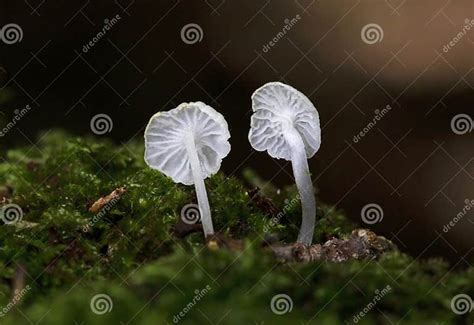 Delicatula Integrella Is A Small Delicate And Extremely Beautiful Mushroom Stock Image Image