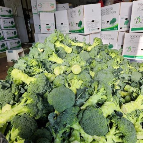 브로콜리 심는 시기와 심는 방법 농사정보