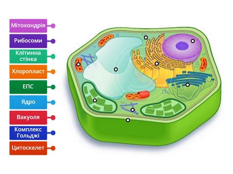 Органели клітини Діаграма з мітками