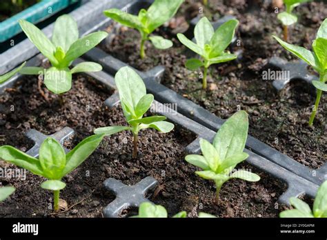 Seedling Plug Plants Growing In Plastic Plug Plant Trays Filled With