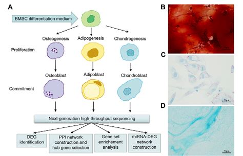 Figure 1 From Transcriptome Sequencing Reveals Key Genes In Three Early Phases Of Osteogenic