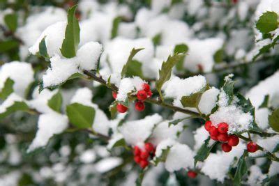 Hardy Holly Varieties For Zone Gardens