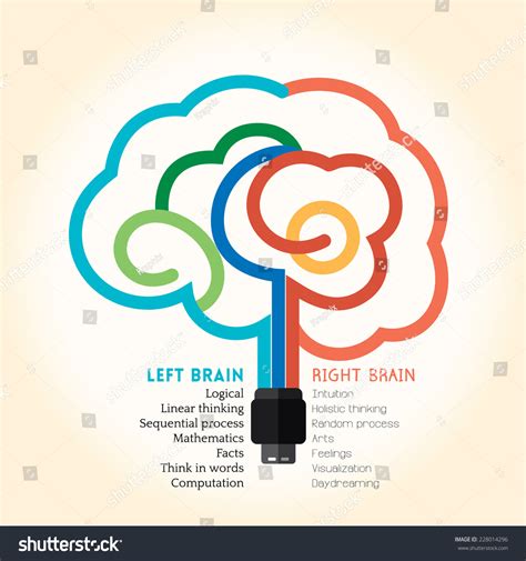 Left Right Brain Function Creative Concept Stock Vector Royalty Free 228014296 Shutterstock