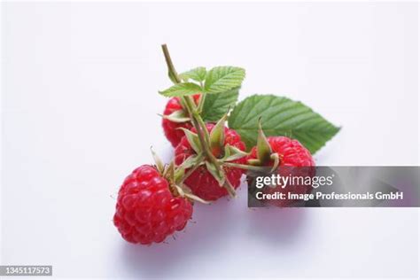 Raspberry Branch Photos And Premium High Res Pictures Getty Images
