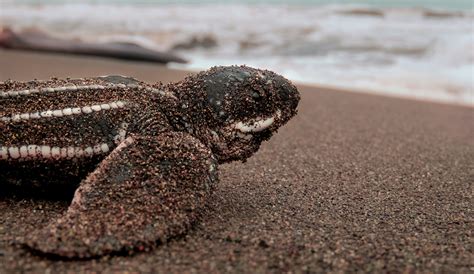 A New Rights Of Nature Law In Panama Gives Rights To Sea Turtles