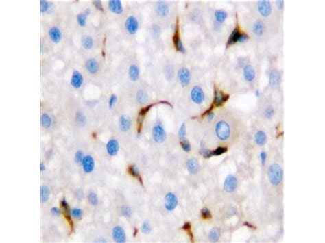 Cd68 Antibody 600 401 R10 Rockland