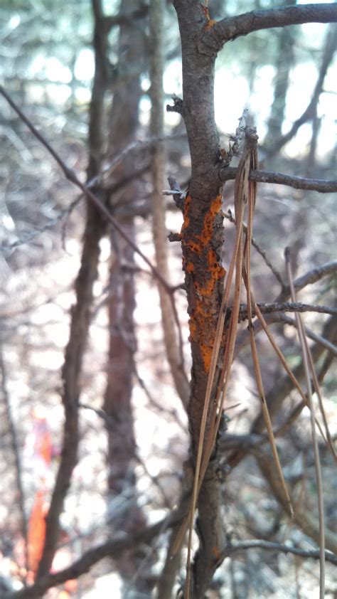 Identifying And Treating Rust Diseases On Growing Trees