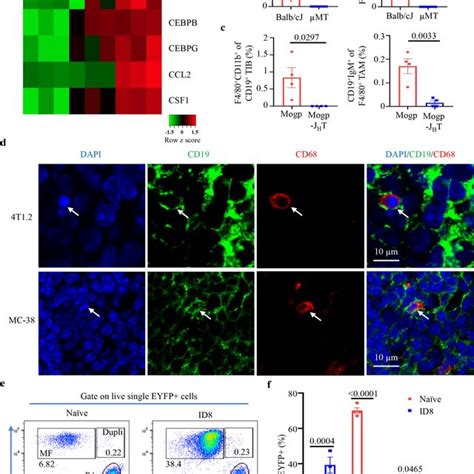 B Cell And Macrophage Marker Co Expressing Cells Present In The Tib And Download Scientific
