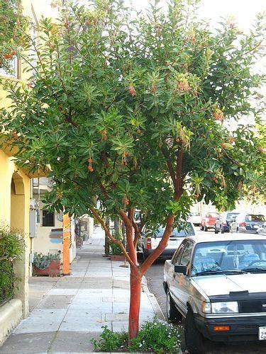 Arbutus Unedo Compacta Dwarf Strawberry Tree