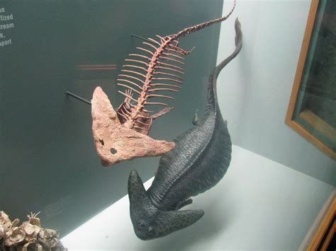 Diplocaulus Fossils Pinterest Fossils Prehistoric And