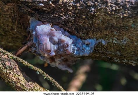 Close Fungus Growth On Tree Bark Stock Photo Shutterstock
