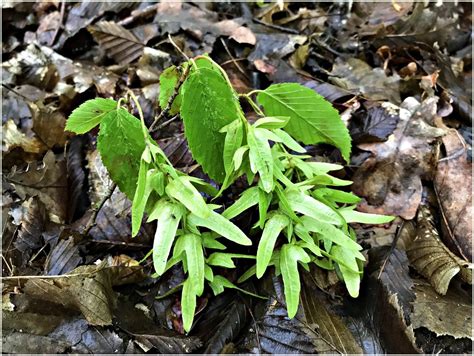 Маленькое деревце Валерия Комова