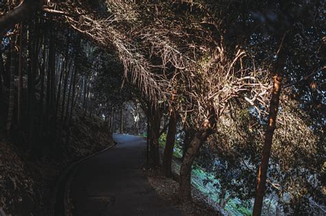 대나무 숲과 녹색 초원 잔디 흐림 스타일에 자연 채광 대나무 녹색 잎과 대나무 나무와 보케 자연 숲 흐린 녹지 배경에 나뭇잎의 자연 패턴보기 0명에 대한 스톡 사진 및 기타