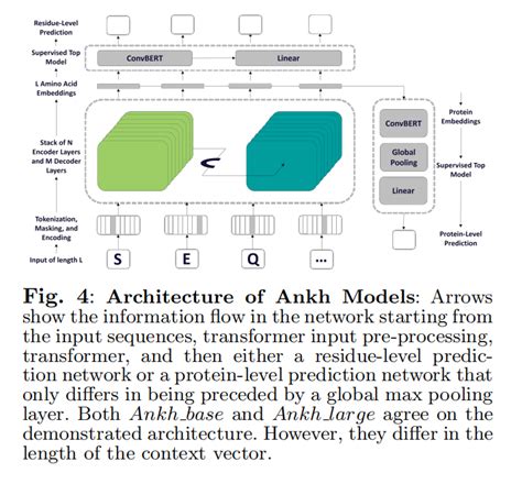 Biorxiv 2023 Ankh：optimized Protein Language Model Unlocks General
