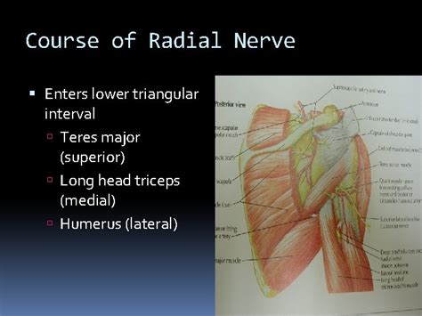 Good Morning Radial Nerve Dr Qudsia Sultana Objectives