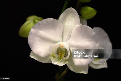 오후의 햇빛이 꽃잎을 부드럽게 장식하면서 멋진 흰색 난초가 그 아름다움을 드러냅니다 이 가로 형식의 복사 공간에는 순수한 검은색 배경이 추가되었습니다 0명에 대한 스톡 사진