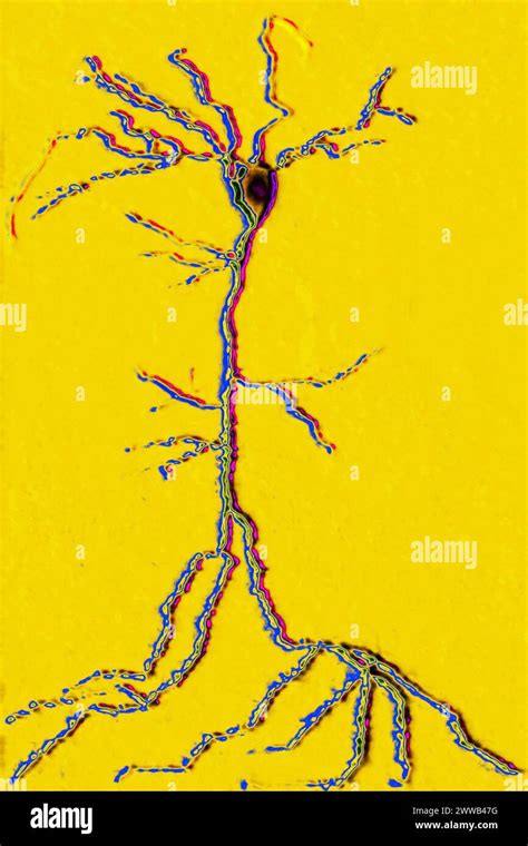 Multipolar Neuron Basic Cell Of Nervous Tissue Receiving Analyzing