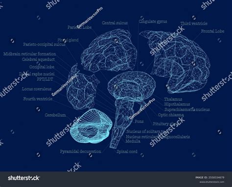 Wireframe Structure Human Brain Section Schematic Stock Vector Royalty