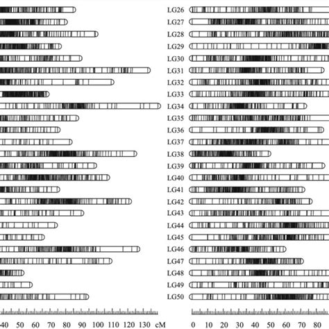 Summary Of The Sex Averaged Genetic Linkage Map Of C C Haematopterus Download Table