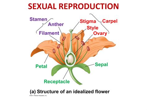 Modes Of Reproduction In Crop Plants Pdf