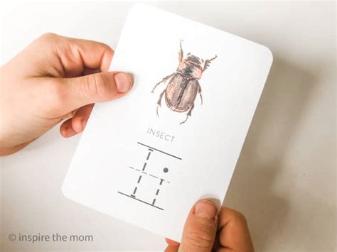 Objects That Start With X Alphabet Items A Z