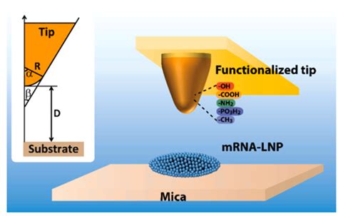迈安纳 丨 前沿文献：探究脂质纳米颗粒包裹的mrna与不同功能基团表面的相互作用机制及其对mrna转运的影响 知乎