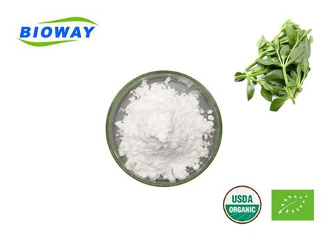 China Andrographis Paniculata Extract Powder Suppliers Manufacturers Factory Wholesale