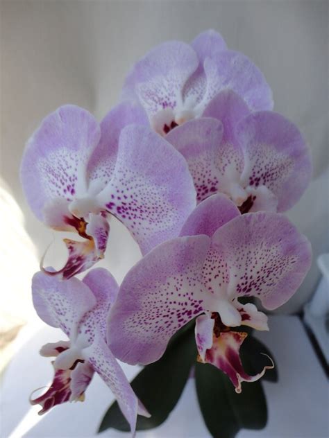 Phal Sexy Pink Орхидеи уход фото продажа выращивание
