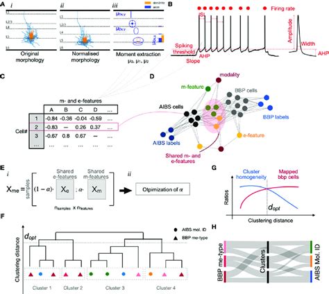 Pipeline Overview A Morphological Features Extraction Original