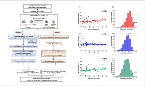 徐建光教授团队揭示皮质 基底节 丘脑 皮质神经环路受损影响脑卒中患者上肢运动功能恢复的机制