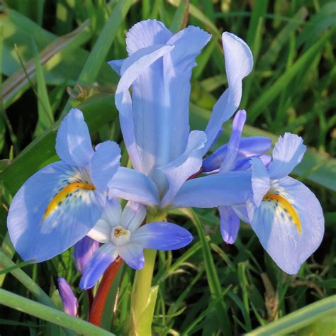 Solve Mini Iris And Glory Of The Snow Mini Iris Met Sneeuwroem Jigsaw Puzzle Online With 49 Pieces