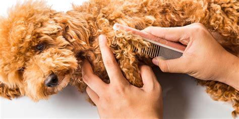 Heres What Not To Do When Grooming Your Cavapoo