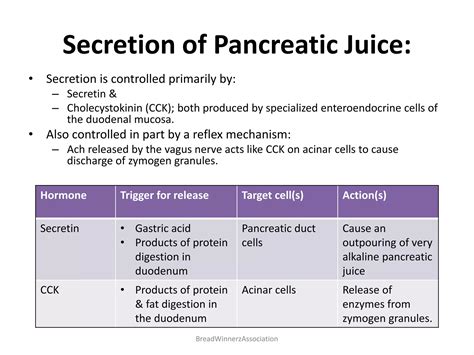 Pancreas Endocrine System Pptx