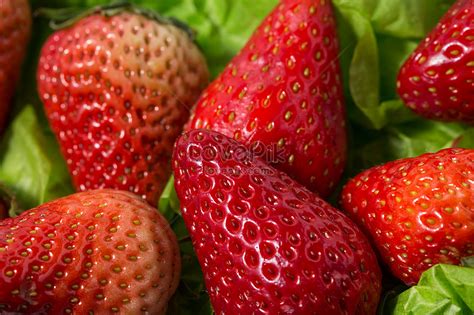 딸기 사진 무료 다운로드 Lovepik