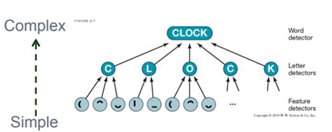 Psyc 2480 Chapter 4 Recognizing Objects Flashcards Quizlet